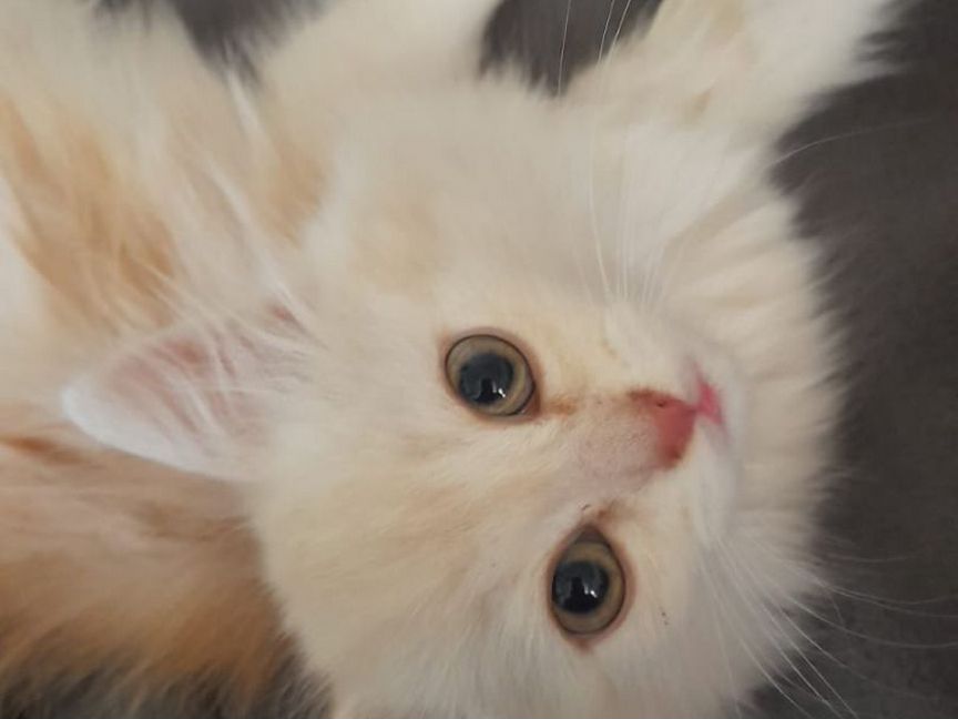 Котята турецкой ангоры