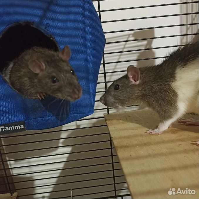 Крыски ищут новый дом