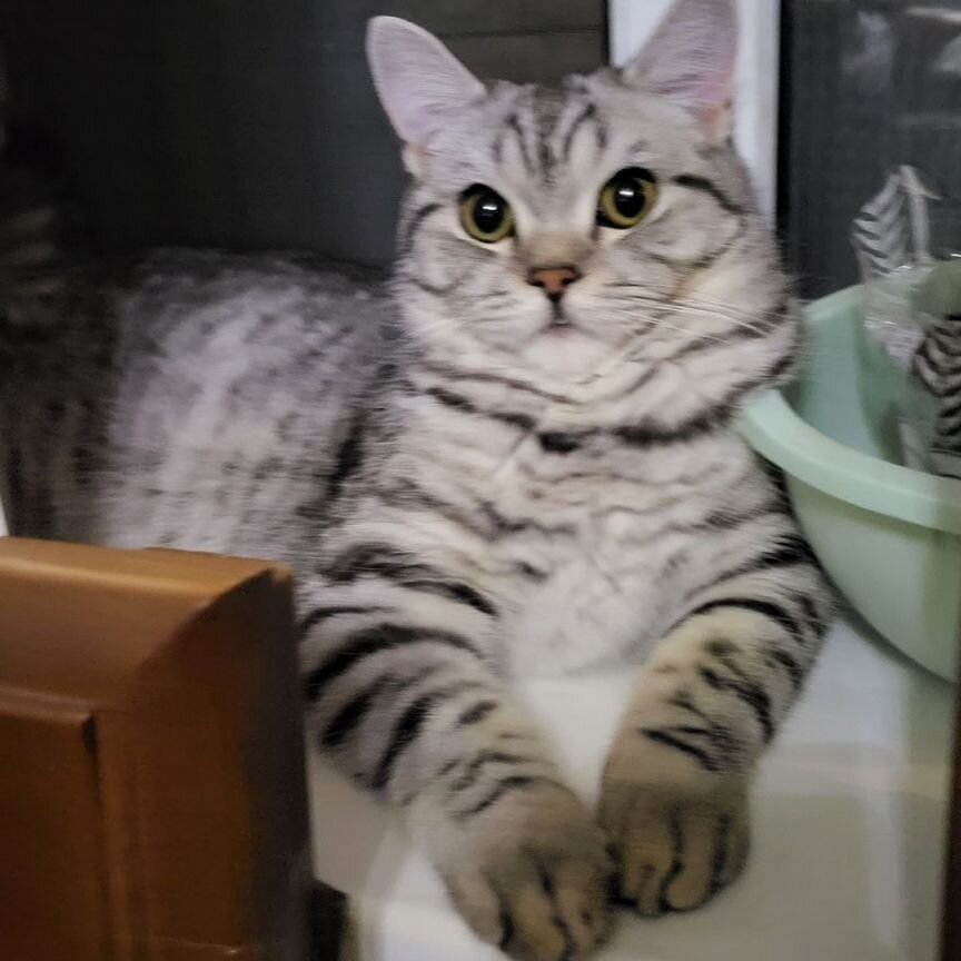 Кот и кошка