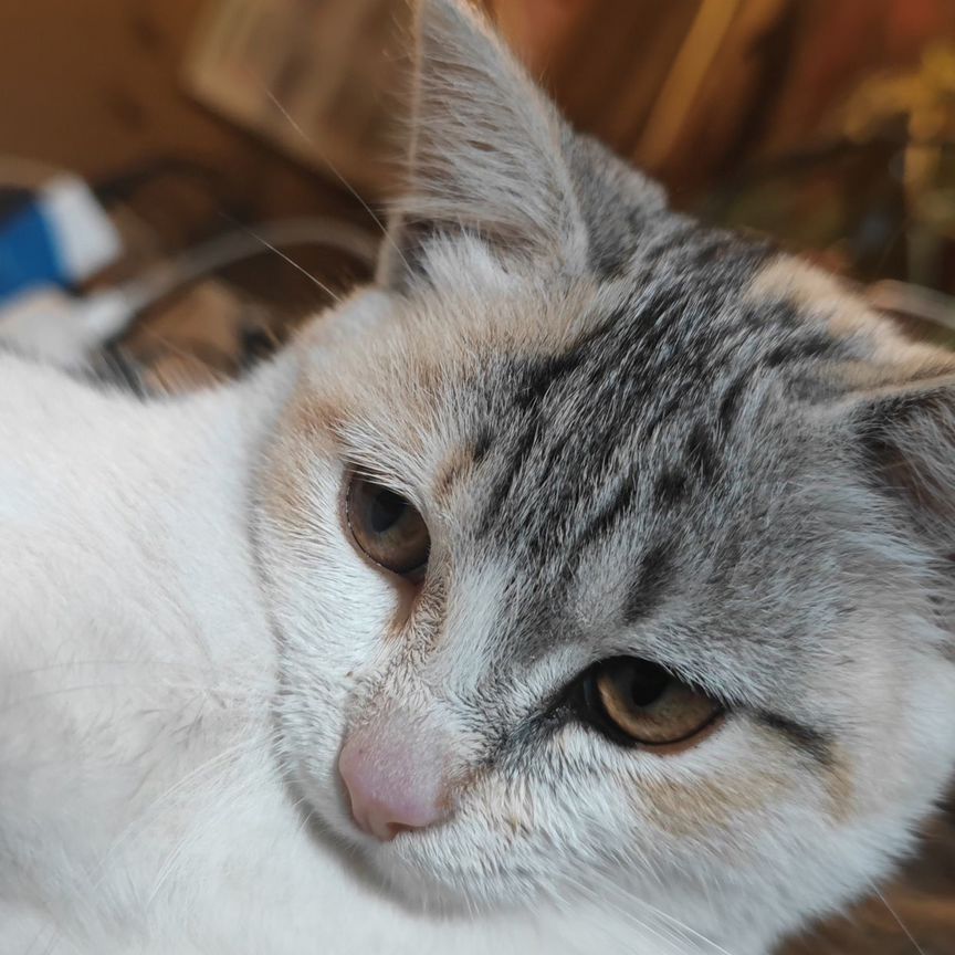 Девочка котенок девочка котейка