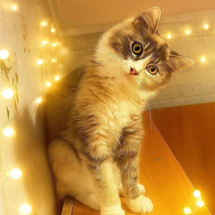 Котёнок в добрые руки