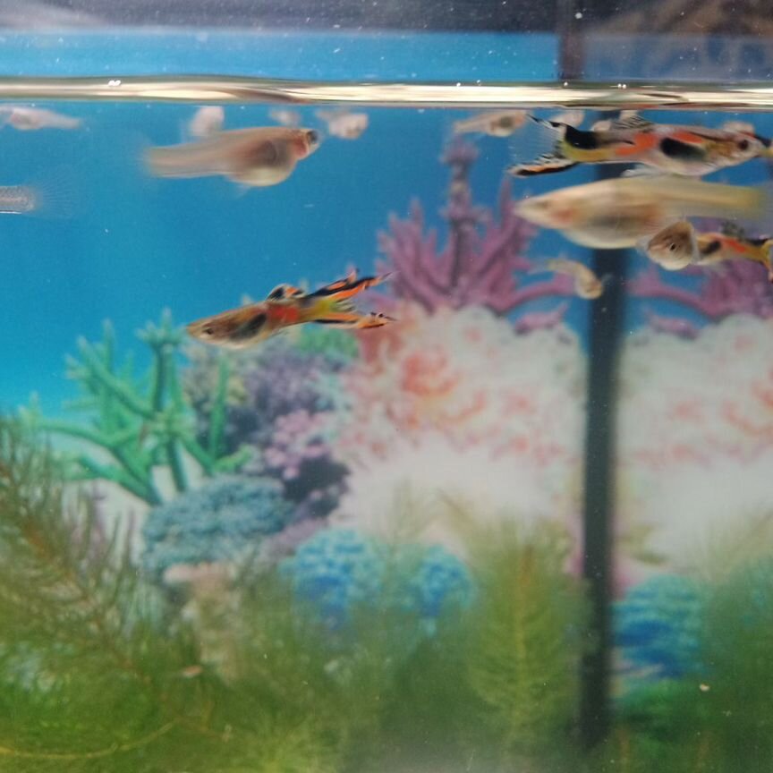 Аквариумные рыбки гуппи чистая линия