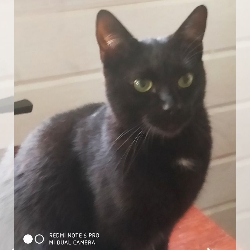 Котик молоденький