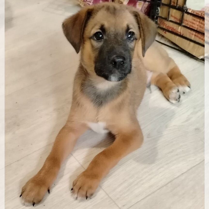 Щенок в добрые руки