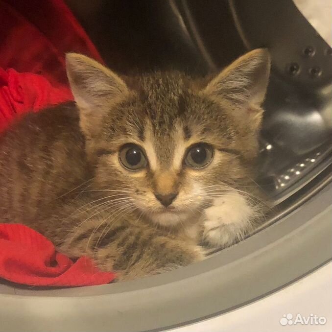 Крошка полосатая