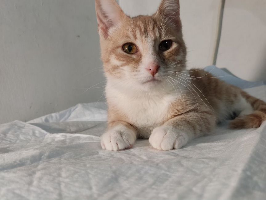 Котик Шплинт в добрые руки