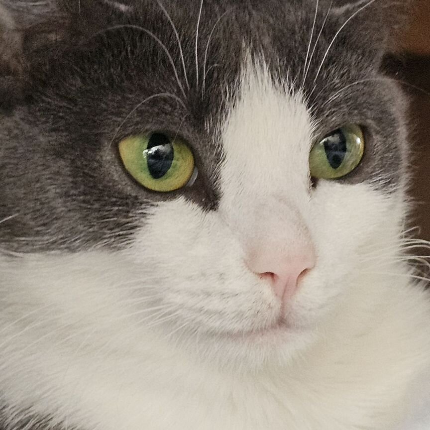 Кошечка, 1 год