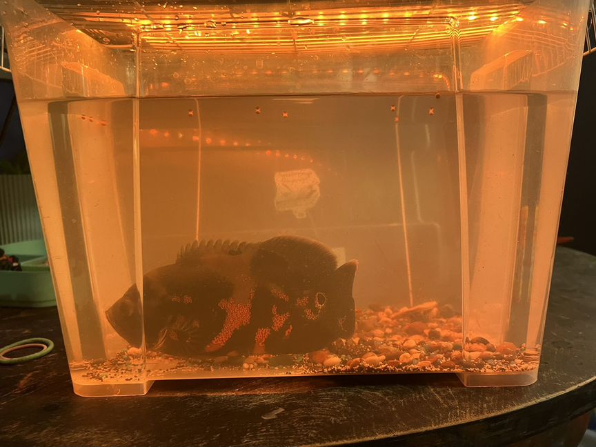 Астронотус Аквариумная Рыбка