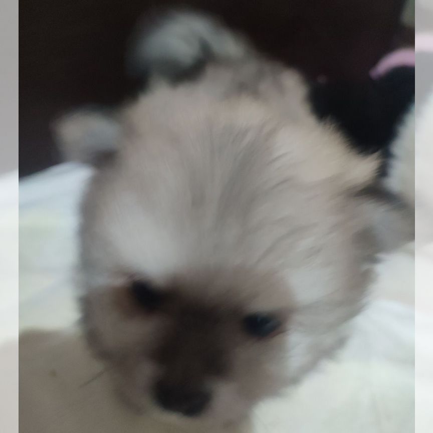 Померанский шпиц, щенок