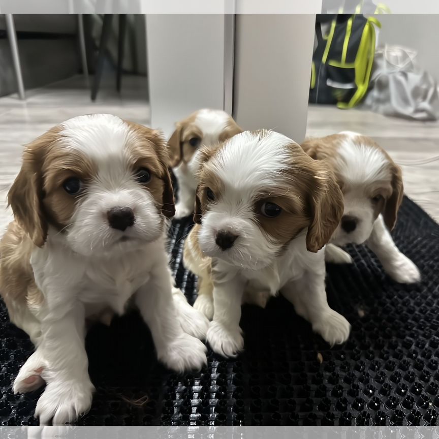 Кавалер кинг-чарльз-спаниель, щенок