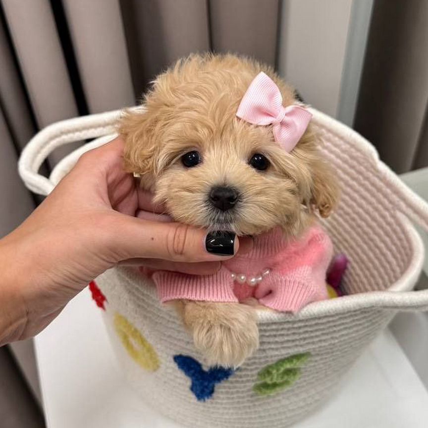 Мальтипу, щенок