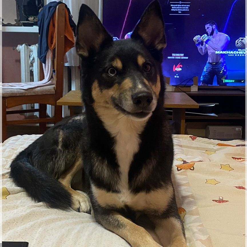 Собака в добрые руки