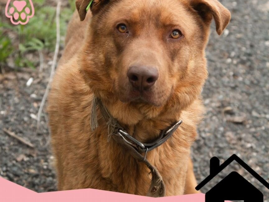 Шоколадный мальчик Шоки