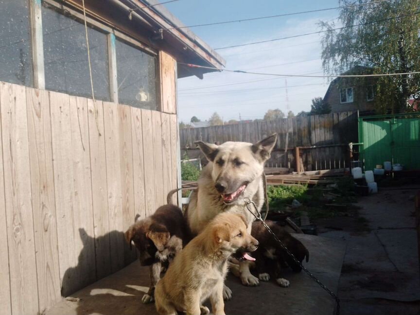 Щенки восточно европейской лайки