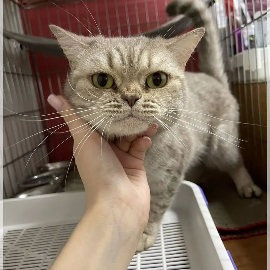 Шотландская прямоухая короткошёрстная, взрослая кошка