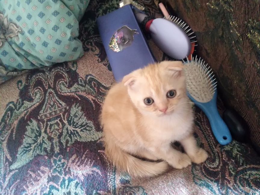 Шотландские малышки