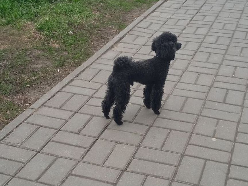 Нужна невеста для той пуделя