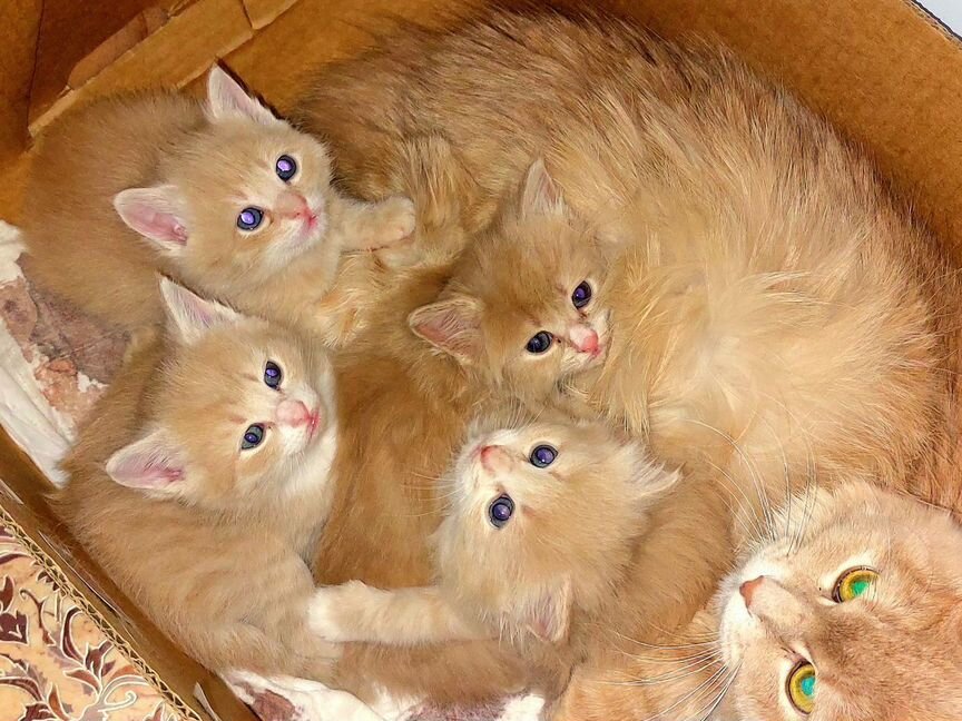 Котята в добрые руки