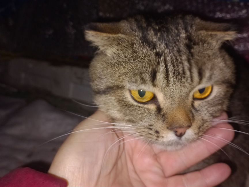 Кошки бесплатно