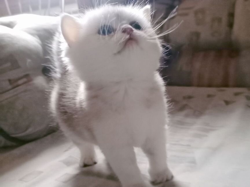 Котята Серебристой шиншиллы