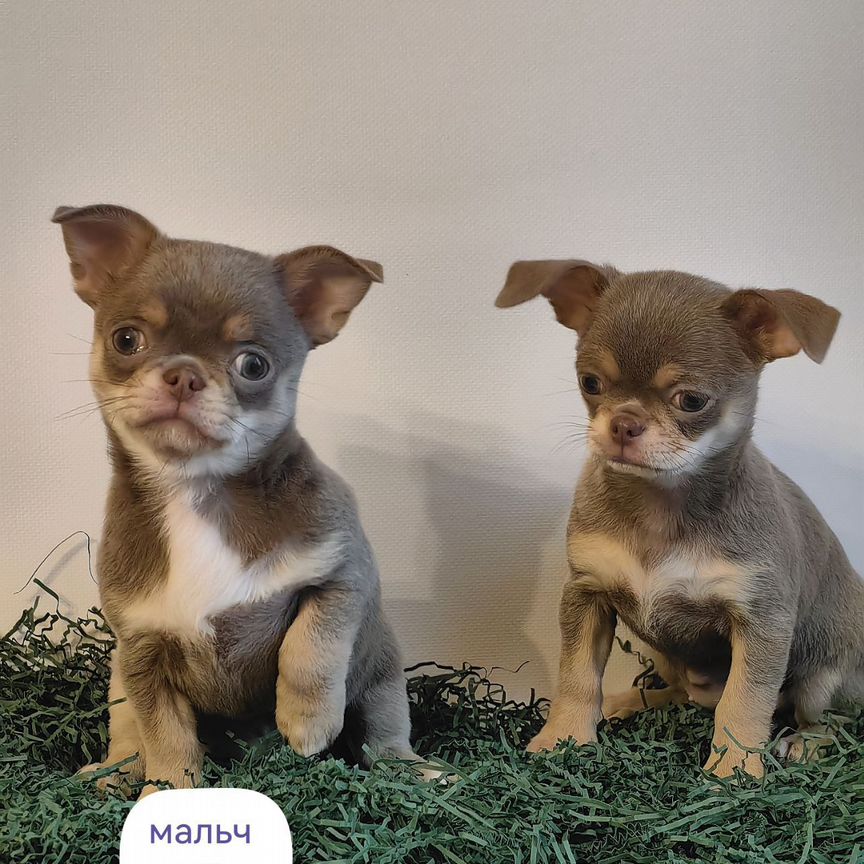 Чихуахуа, щенок