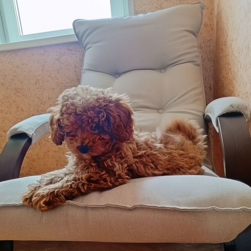 Той-пудель, щенок