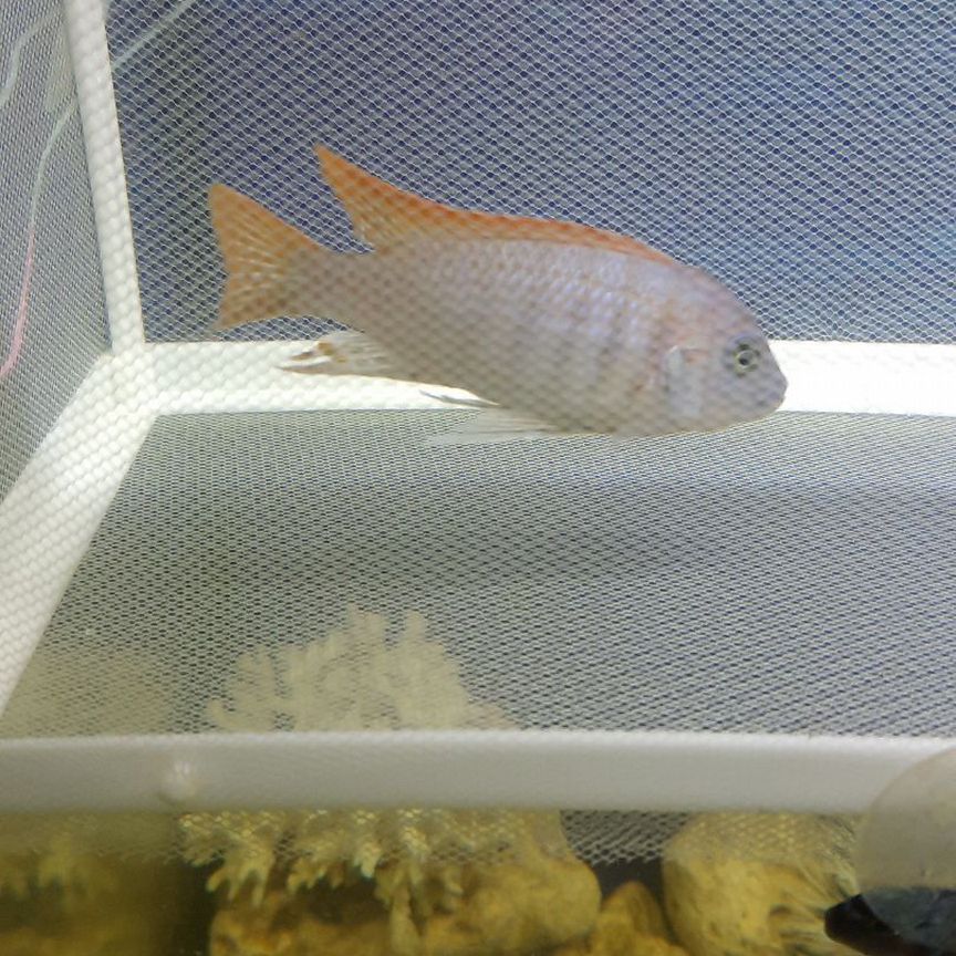 Рыба цихлида-грешаки самец половозрелый