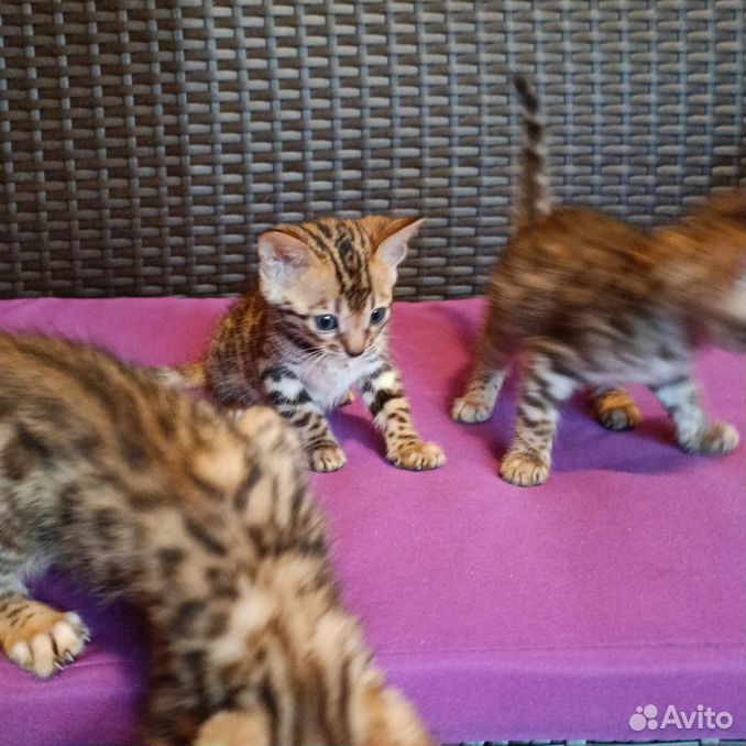 Продаются чистокровные бенгальские котята