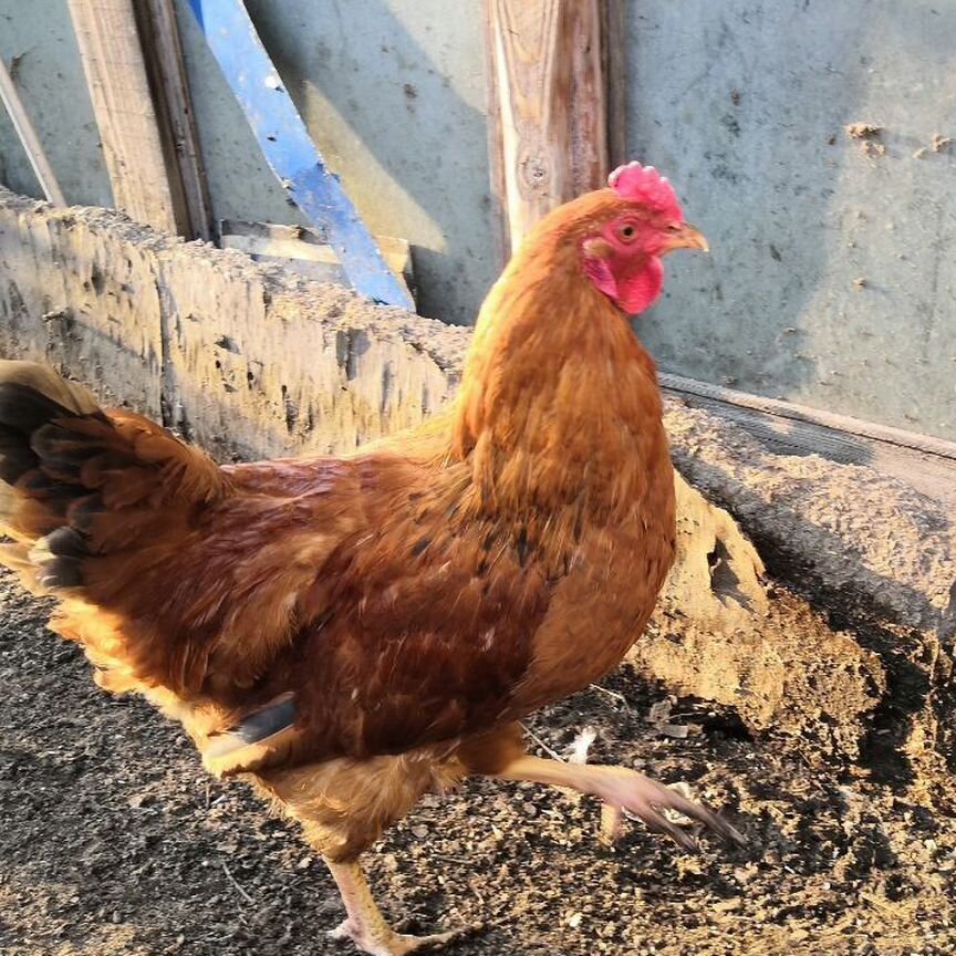 Куры домашние, есть петухи
