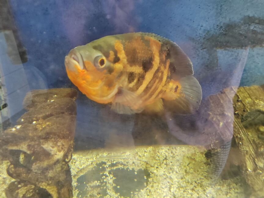 Астронотус