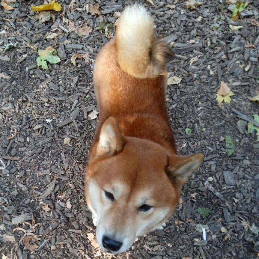 Шиба сиба Ину Вязка