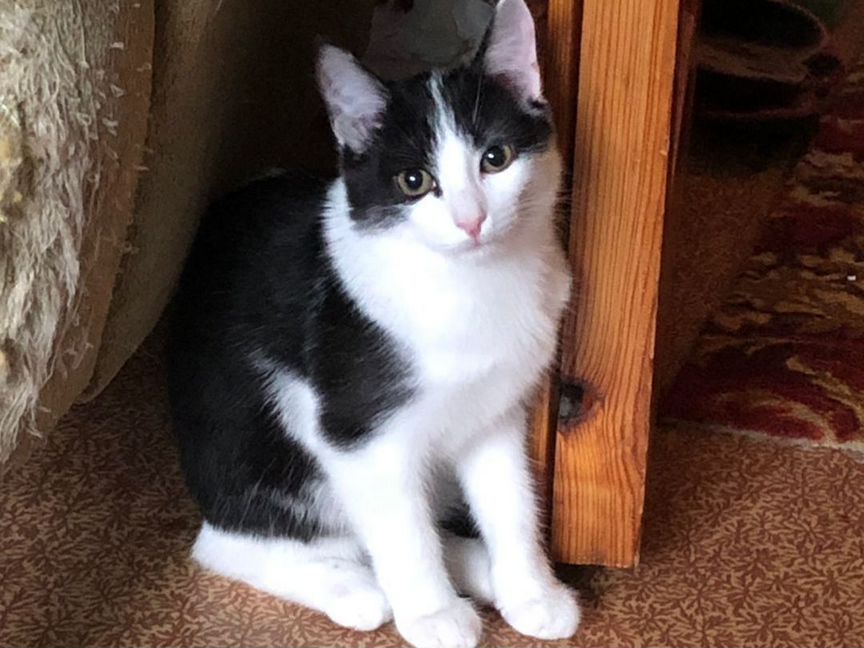 Маленькая кошечка 4 месяца ищет дом