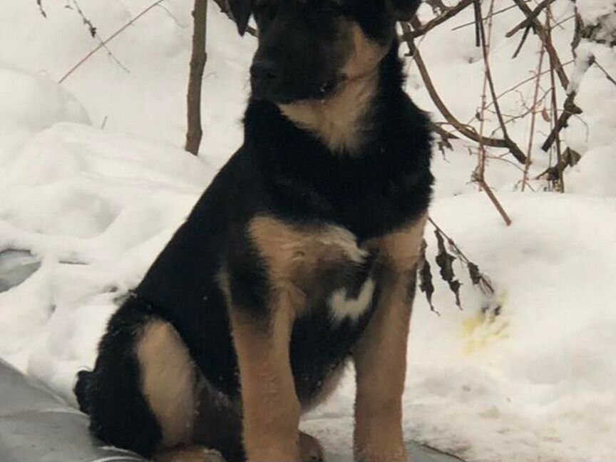 Восточноевропейская овчарка