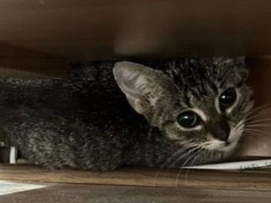 Мам, я тебя заждалась Твой застенчивый котенок