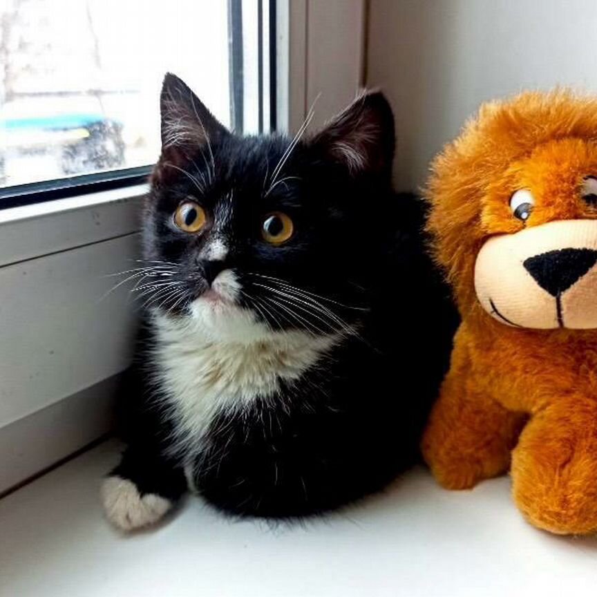 Чёрный котёнок девочка
