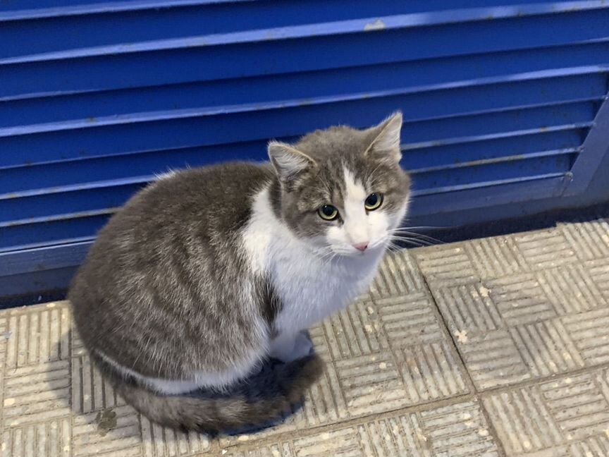 Кот толстопуз