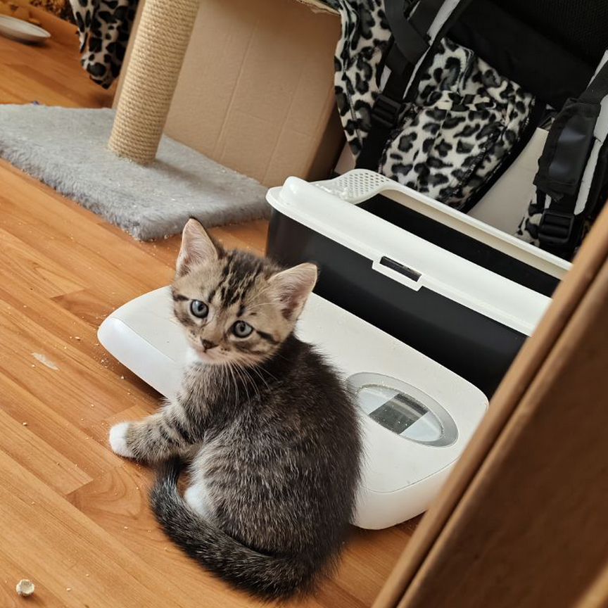 Котята в добрые руки