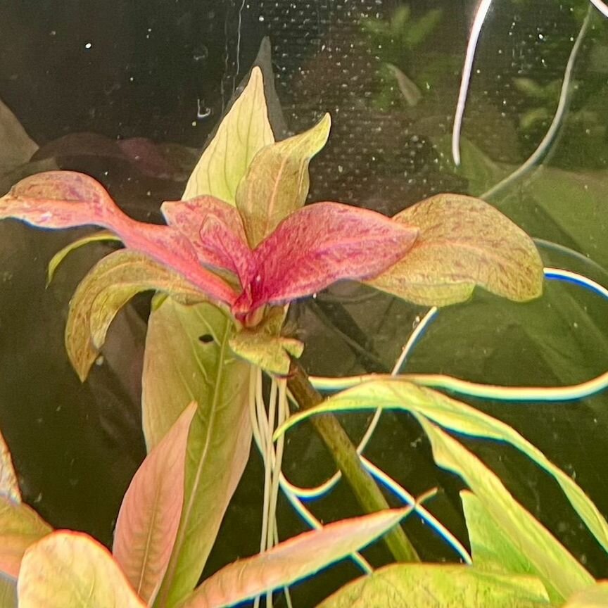 Эхинодорус jaguar