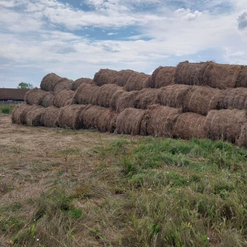 Сено луговое в рулонах(прф-145), сбор этого года