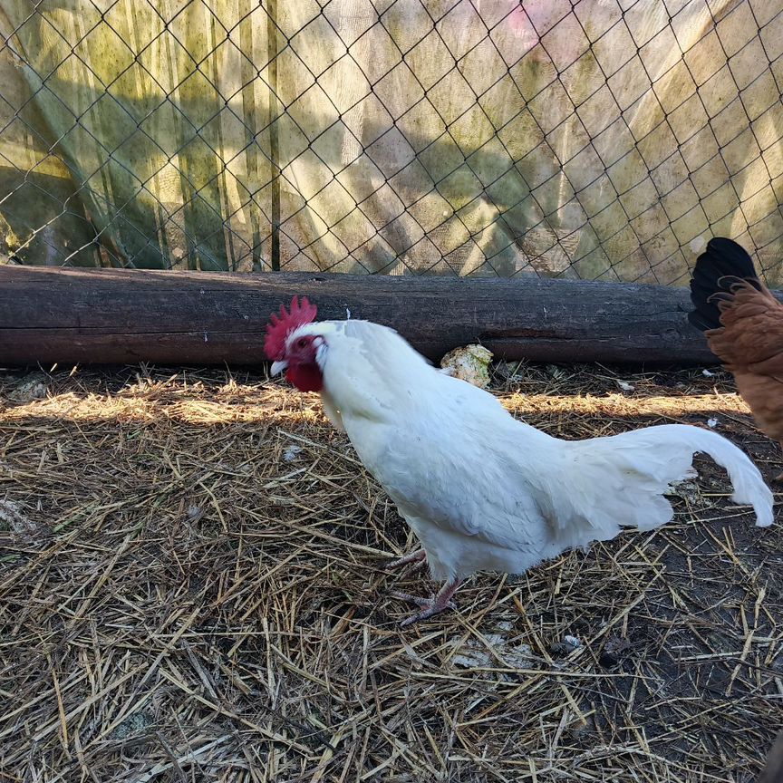 Молодые петухи