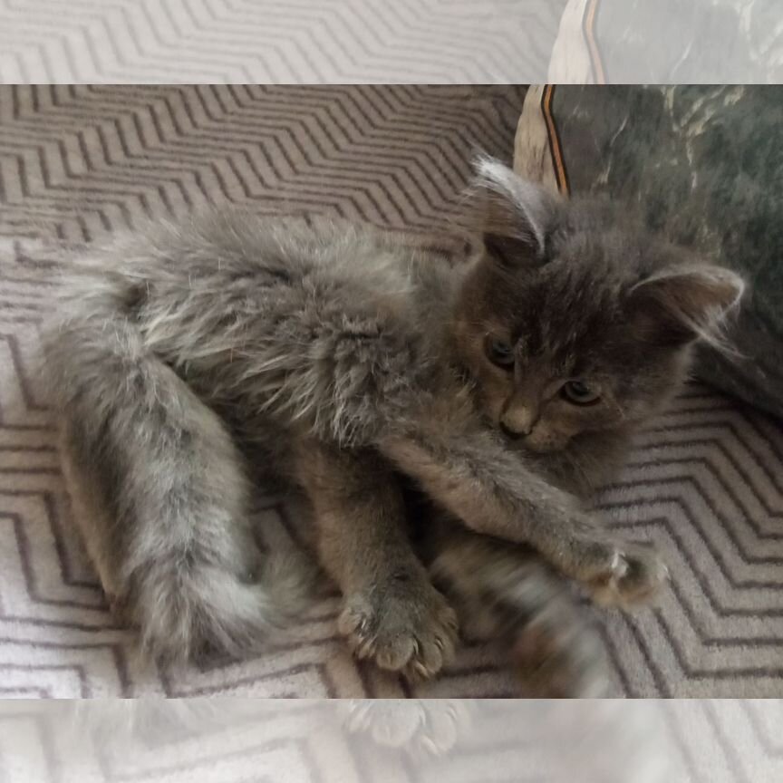 Котёнок