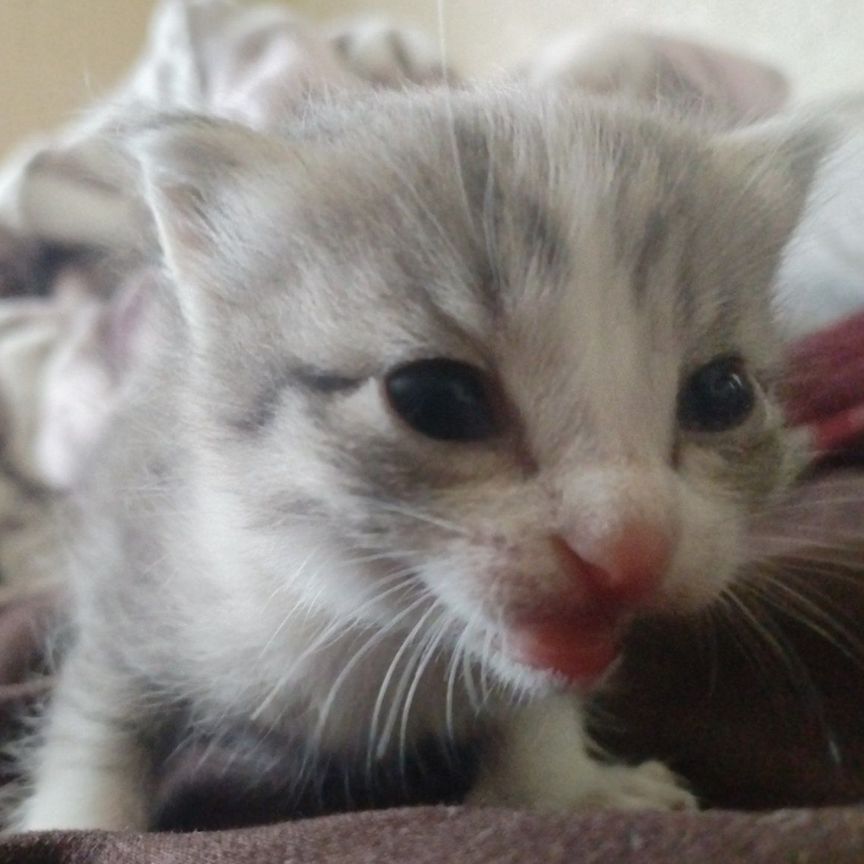 Котёнок в добрые руки