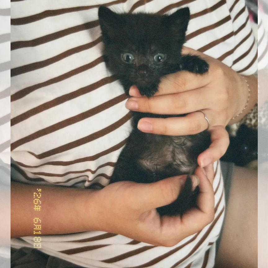 Котёнок в добрые руки