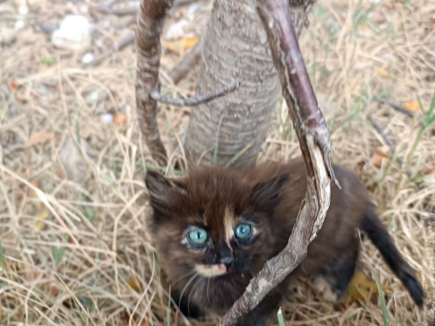 Котята пушистые