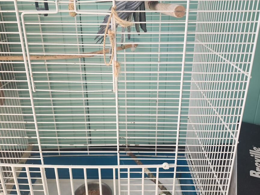 Семейная пара попугаев Корелла