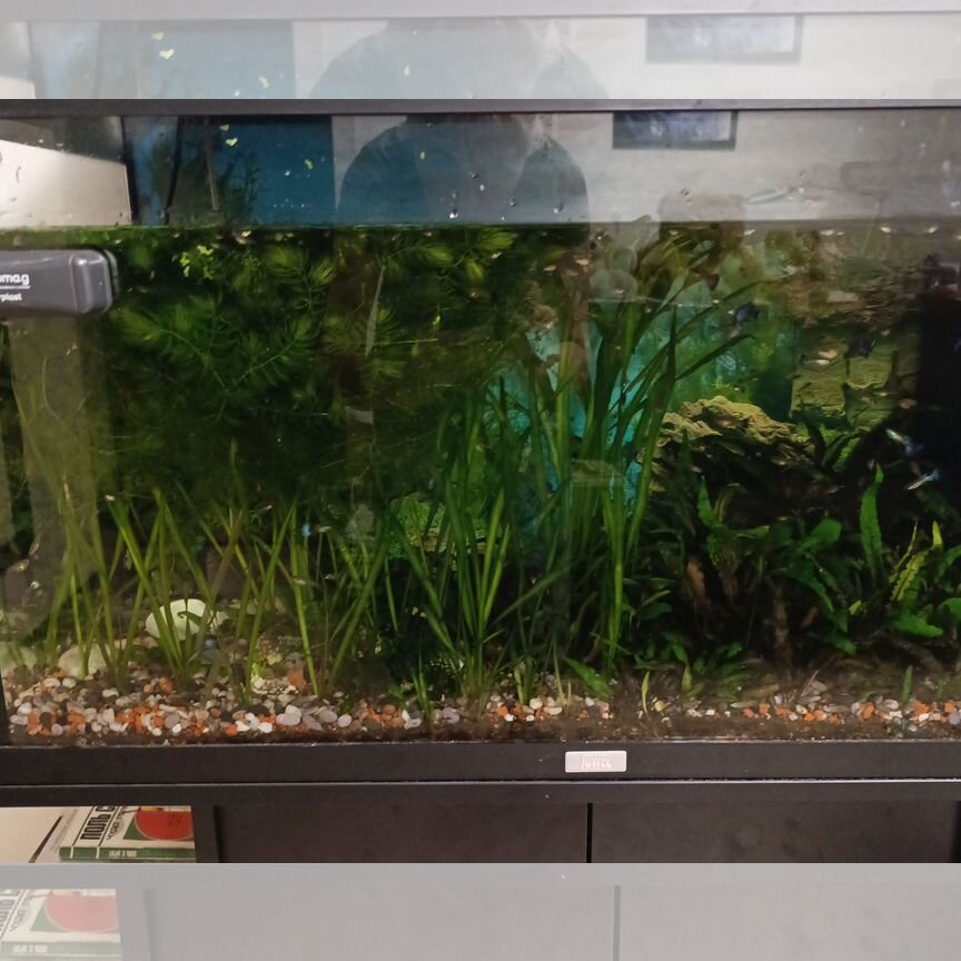 Роголистник для аквариума