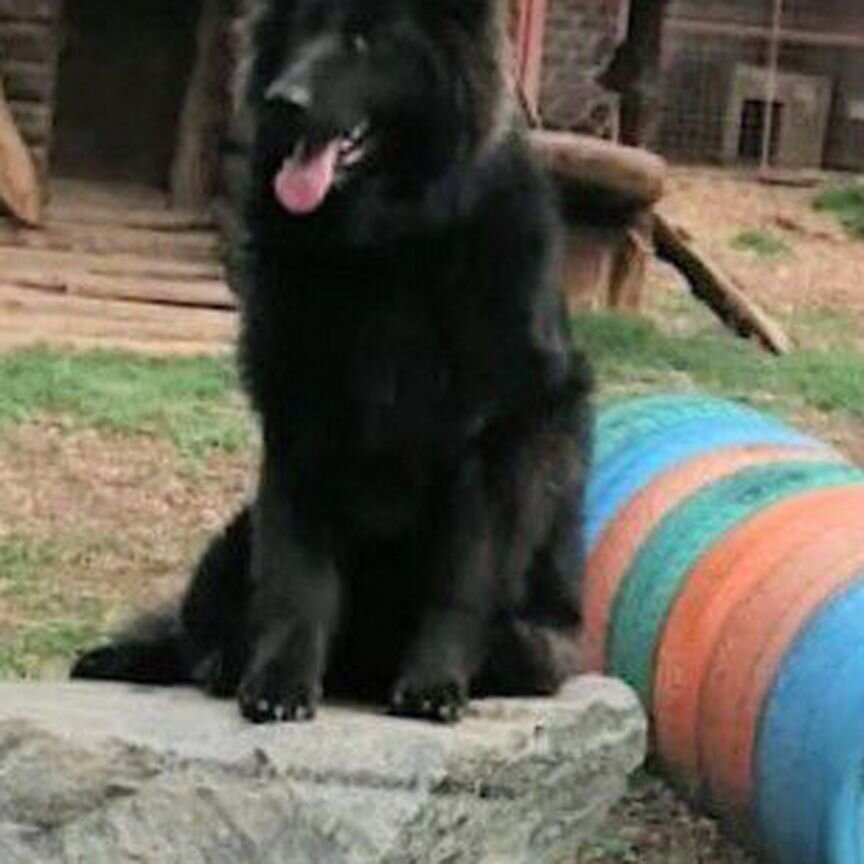 Немецкая овчарка, щенок