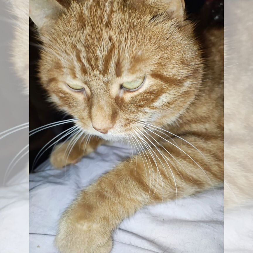 Взрослый кот в добрые руки