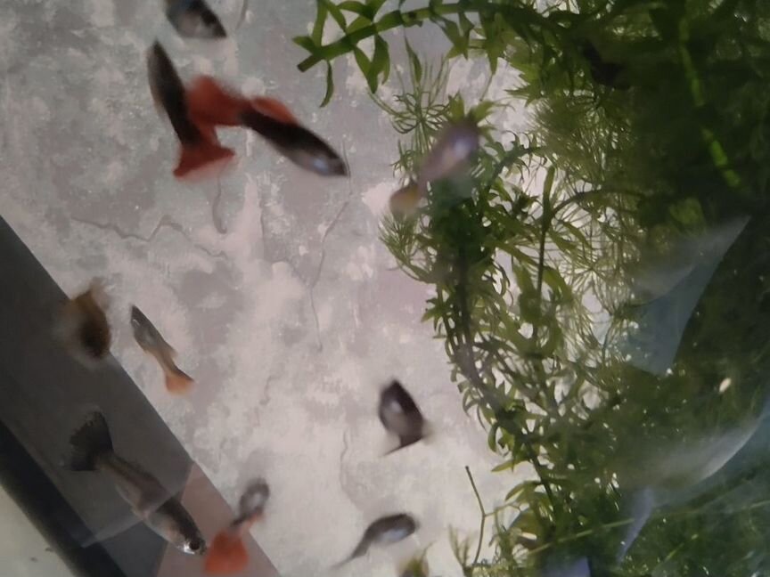 Аквариумные рыбки гуппи