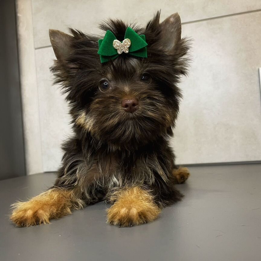 Шоколадный йорк мини